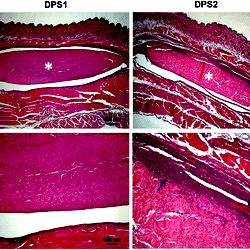 Histological evaluation of host tissue reaction to DPS1 and DPS2 implants.