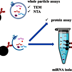 The schematic diagram of the experimental procedure.