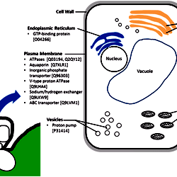 Schematic diagram of salt gland cell showing predicted cellular ...