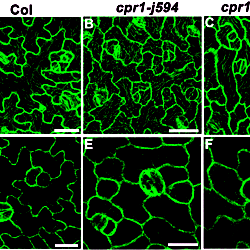 CPR1 is required for both MT and MF ordering.