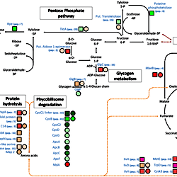 The molecular response of Arthrospira sp. PCC 8005 to nitrogen ...