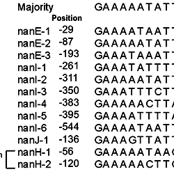 Alignment of conserved 14-bp elements located in the promoter regions ...