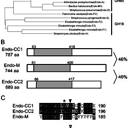 Sequence alignment of Endo-CCs and Endo-M.