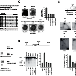 Quantification of the effect of the abolition of the DNA-binding ...