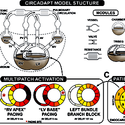 Simulation protocol.