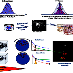 Principles of diffusion MRI.