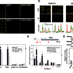 Differential regulation of receptors by SPCH•SCRM module.