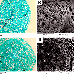 Microstructure of the root cells of two plant species.