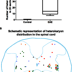 Quantification and distribution of heterokaryons in EAE affected and ...
