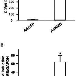 Expression of NMB by AdNMB.