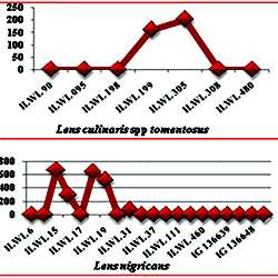 Screening of wild lentil accessions against rust resistance.