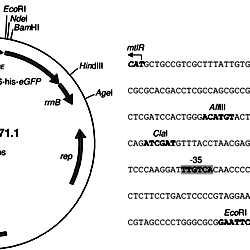 Physical map of pJOE7771.1, a pBBR1MCS-2 derivative with low copy ...