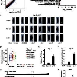OST complex maintains ER protein homeostasis.
