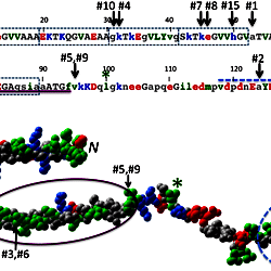 Sequence and structure of α-syn showing top correlated residues and ...