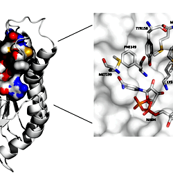 Substrate-binding cavity of the InhA enzyme (PDB ID: 1BVR) identified ...
