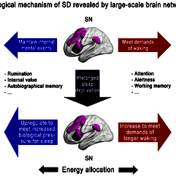 A schematic diagram of sleep deprivation, large-scale brain networks ...
