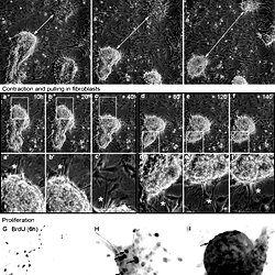 Mechanisms of cluster formation.