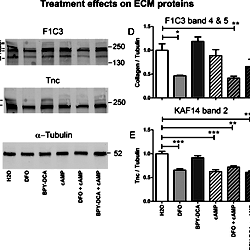 Effects of scar-reducing treatments on protein expression. Effects of ...