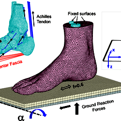 The three-dimensional finite element model of the foot and ankle and ...