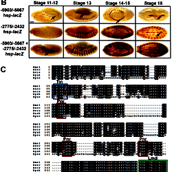 Identification of a proximal Mef2 Cardiac Enhancer.
