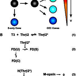 Modeling binary and graded cone cell fate patterning in the mouse retina - Fig 6