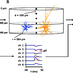 Overview of hybrid scheme for computing local field potentials (LFPs).