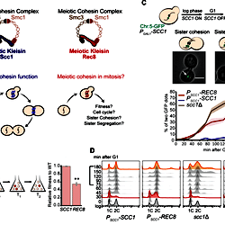 Expressing Rec8 in place of Scc1 impairs the mitotic cell cycle and ...