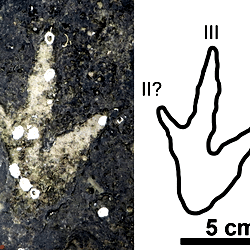 Small tridactyl track from BP3 (BP3_13).