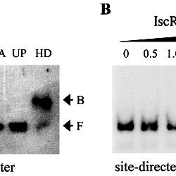 Gel mobility shift assay.