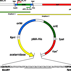 Schematic representation of proposed vector with pMA-His as example.