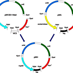 Schematic representation of subcloning of various tags from pMA tag ...