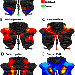 Functional activity maps from the Human Connectome Project.