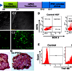 Schematic representation of iPSC derivation protocol and the generation ...