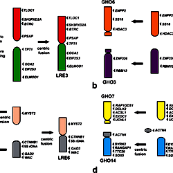 Schematic representation for the process of chromosomal rearrangements ...