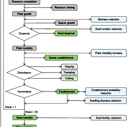 Flow chart of the processes simulated in IBC-grass.