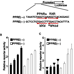 The effect of PPRE orientation.