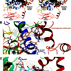 Modelled structure of COX-1 and COX-2.