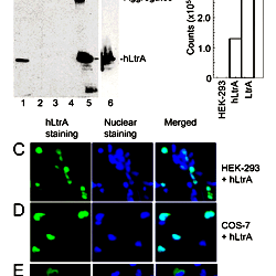 Human codon-optimized LtrA protein (hLtrA) with an SV40-NLS expressed ...