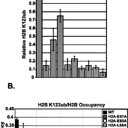Substitutions in H2A cause H2B K123ub defects.