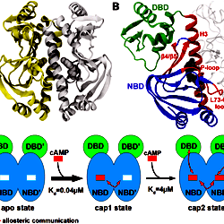 Overview of the CAP structure and allostery.