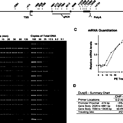 Pol II ChIP analysis of Dusp5 activation shows rapid transcription.