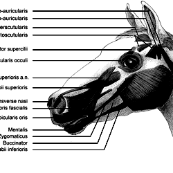 Item - The facial muscles of the horse. - Public Library of Science ...