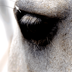 The area and direction of movement in AU101, inner brow raiser.