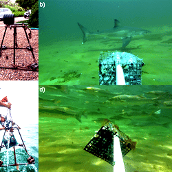 BRUV design and image captures.