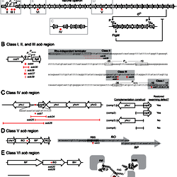 Genetic maps indicating the location of the sob suppressors.