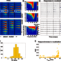 Multi-unit responses in the dorsal cochlear nucleus to tones and ...