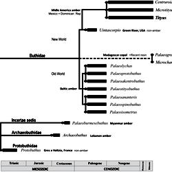 Time-scale tree that shows taxa into the family Buthidae with fossils ...