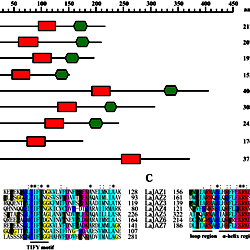 The domain structure of the corresponding LaJAZ and LaTIFY proteins.