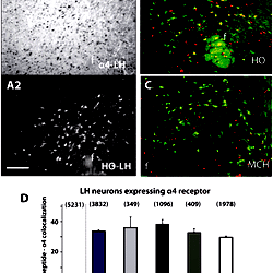 HO and MCH neurons expressing the α4 nAChR subunit.