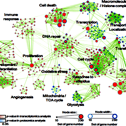 Functional analysis to visualize transcriptomic and proteomic data.